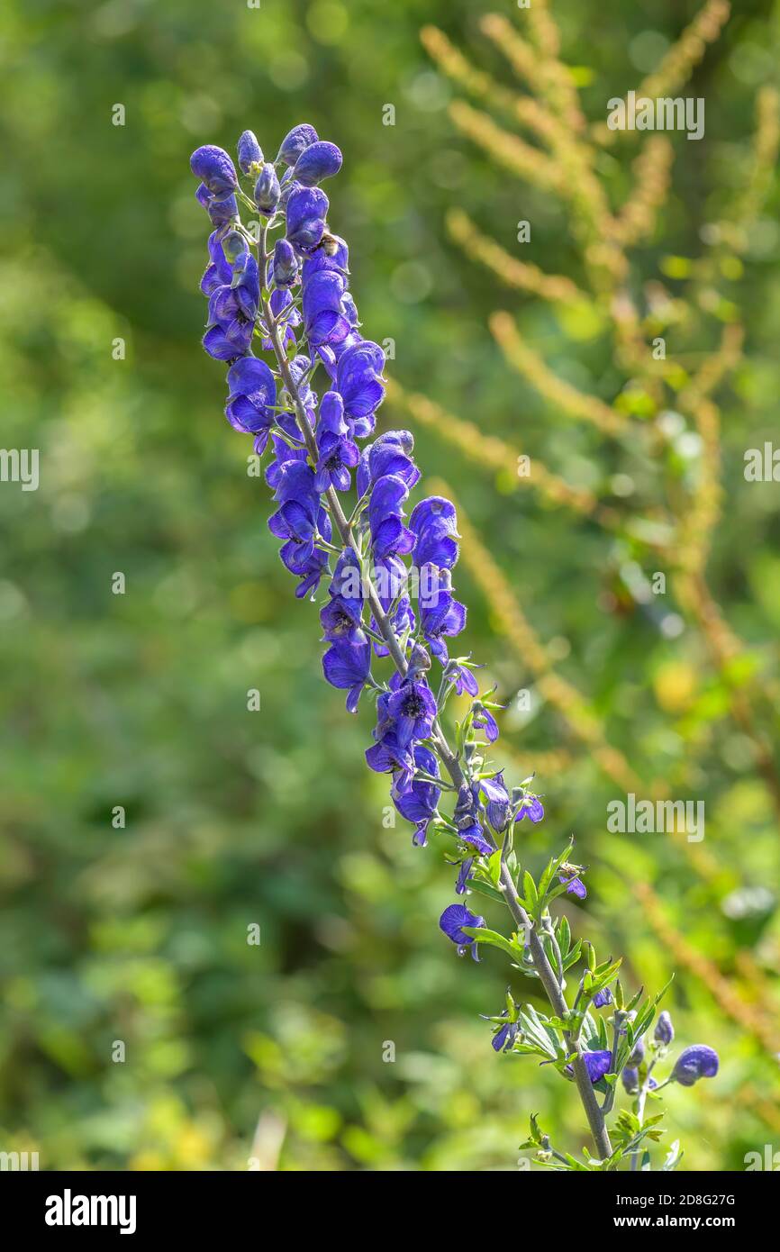 European monkshood hi-res stock photography and images - Alamy