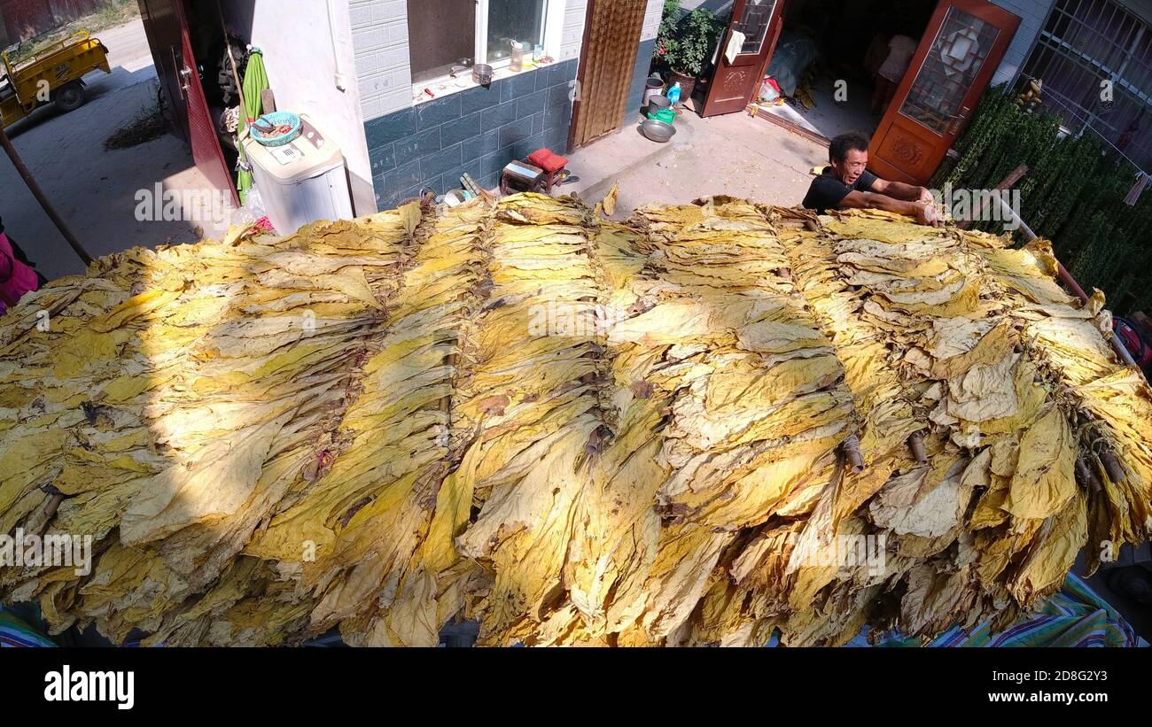 A local farmer dry crops in the yard after reaping them in the field ...