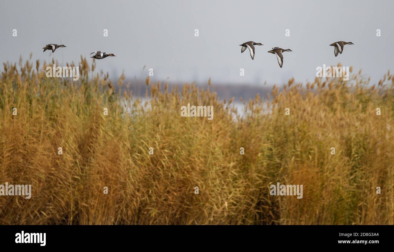 Bayan Nur, China's Inner Mongolia Autonomous Region. 28th Oct, 2020 ...