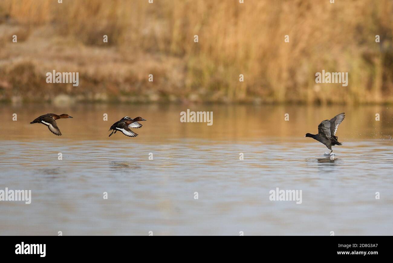 Bayan Nur, China's Inner Mongolia Autonomous Region. 27th Oct, 2020 ...