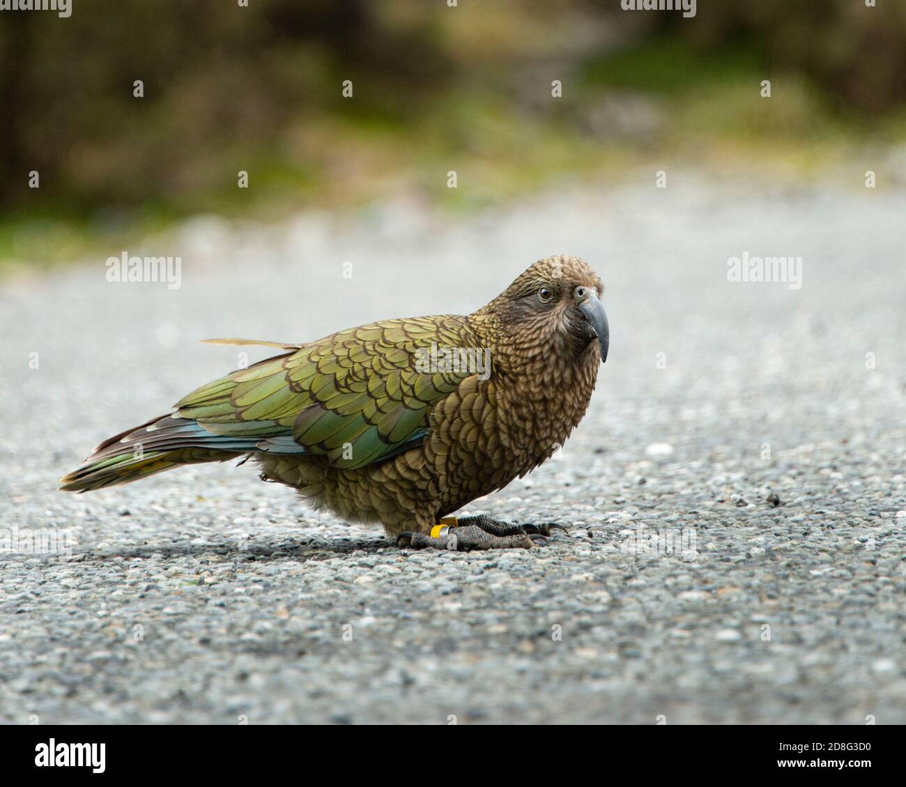 Kea bird hi-res stock photography and images - Alamy