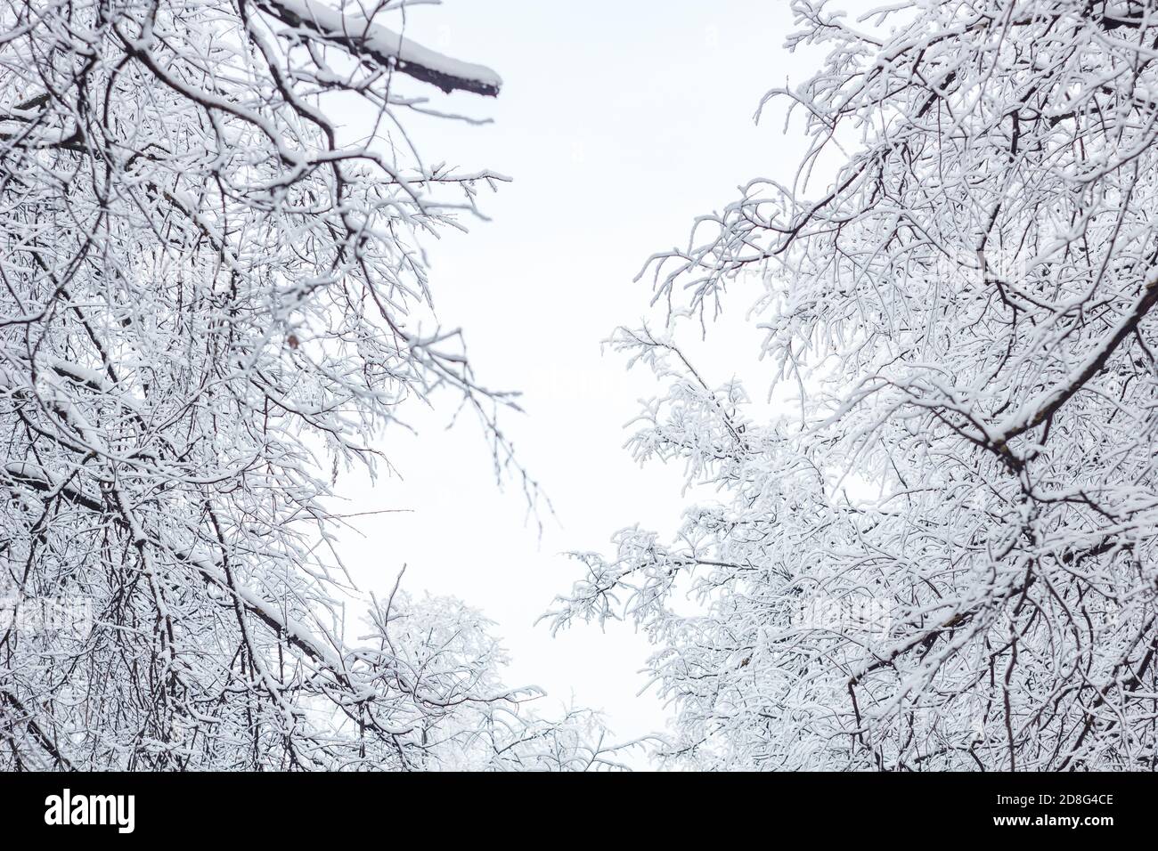 Shot of trees under the snow in winter, bottom view Stock Photo - Alamy