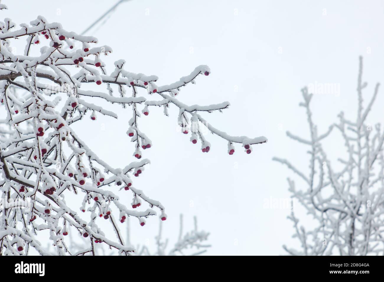 Photo of tree with red berries under the snow in winter Stock Photo - Alamy