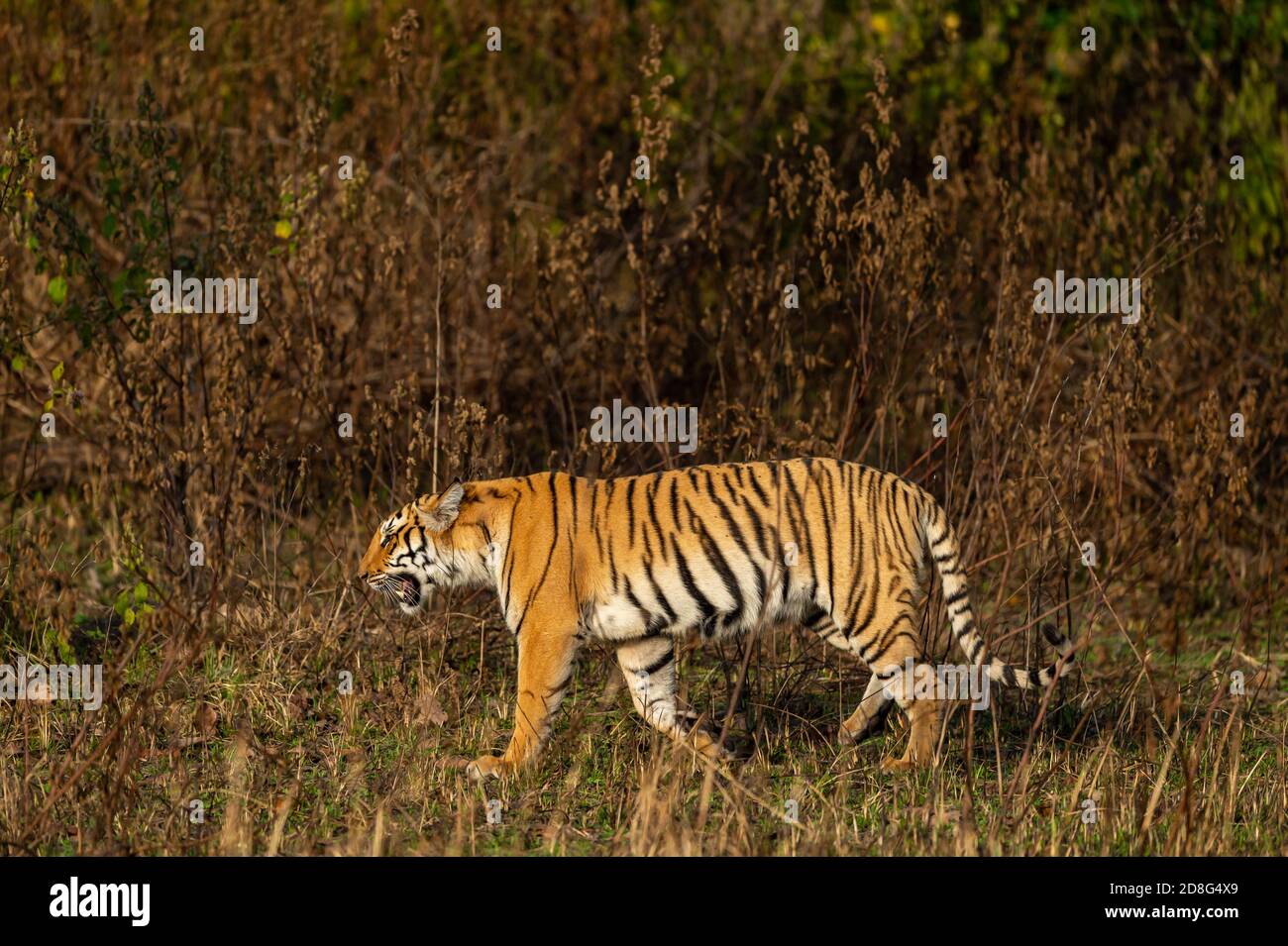 wild royal bengal tiger of terai region walking in forest at ...