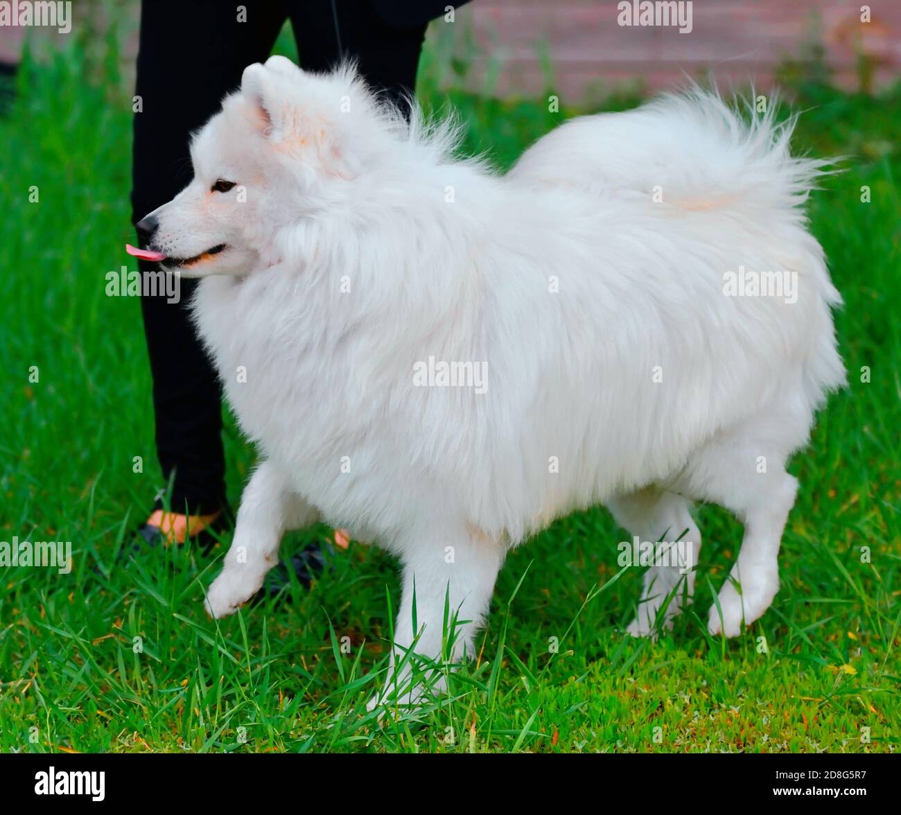 Dog breed Samoyed or Samoyed dog, Samoyed husky, Samoyed Spitz on a ...