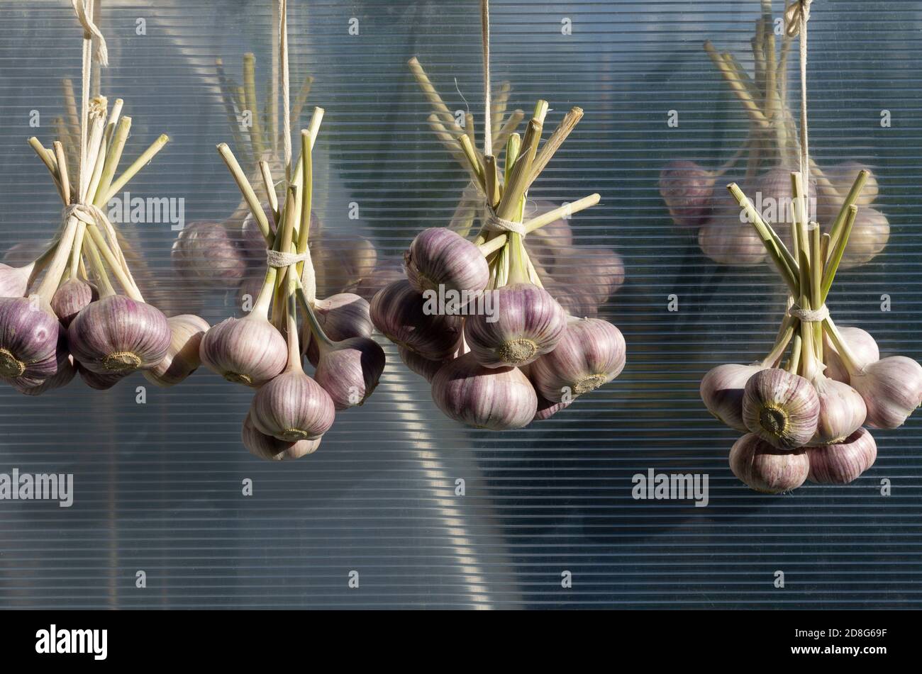 Four bundles of bound heads of fresh garlic are illuminated by the sun ...