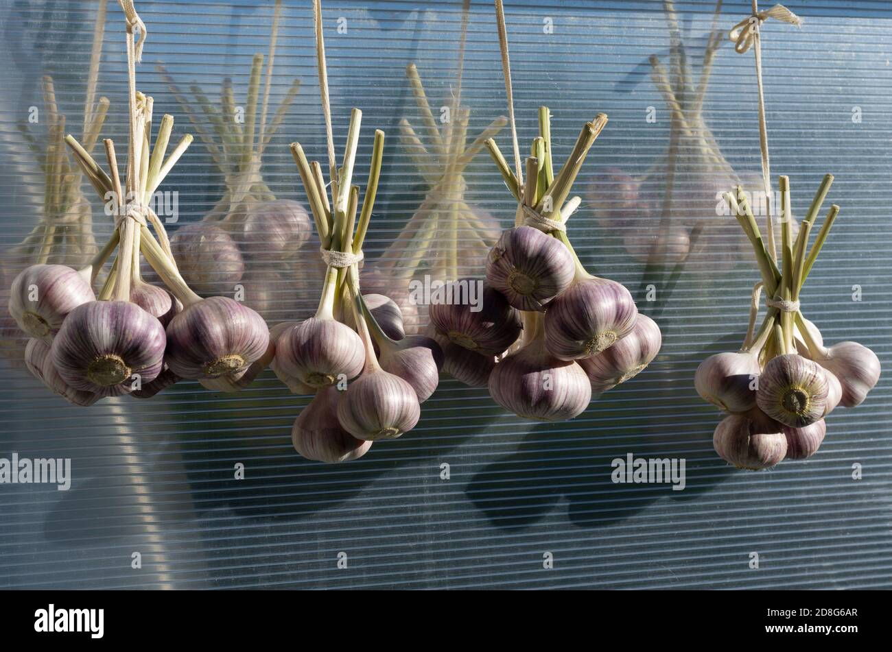 Garlic heads tied in bunches and hung in a greenhouse Stock Photo - Alamy
