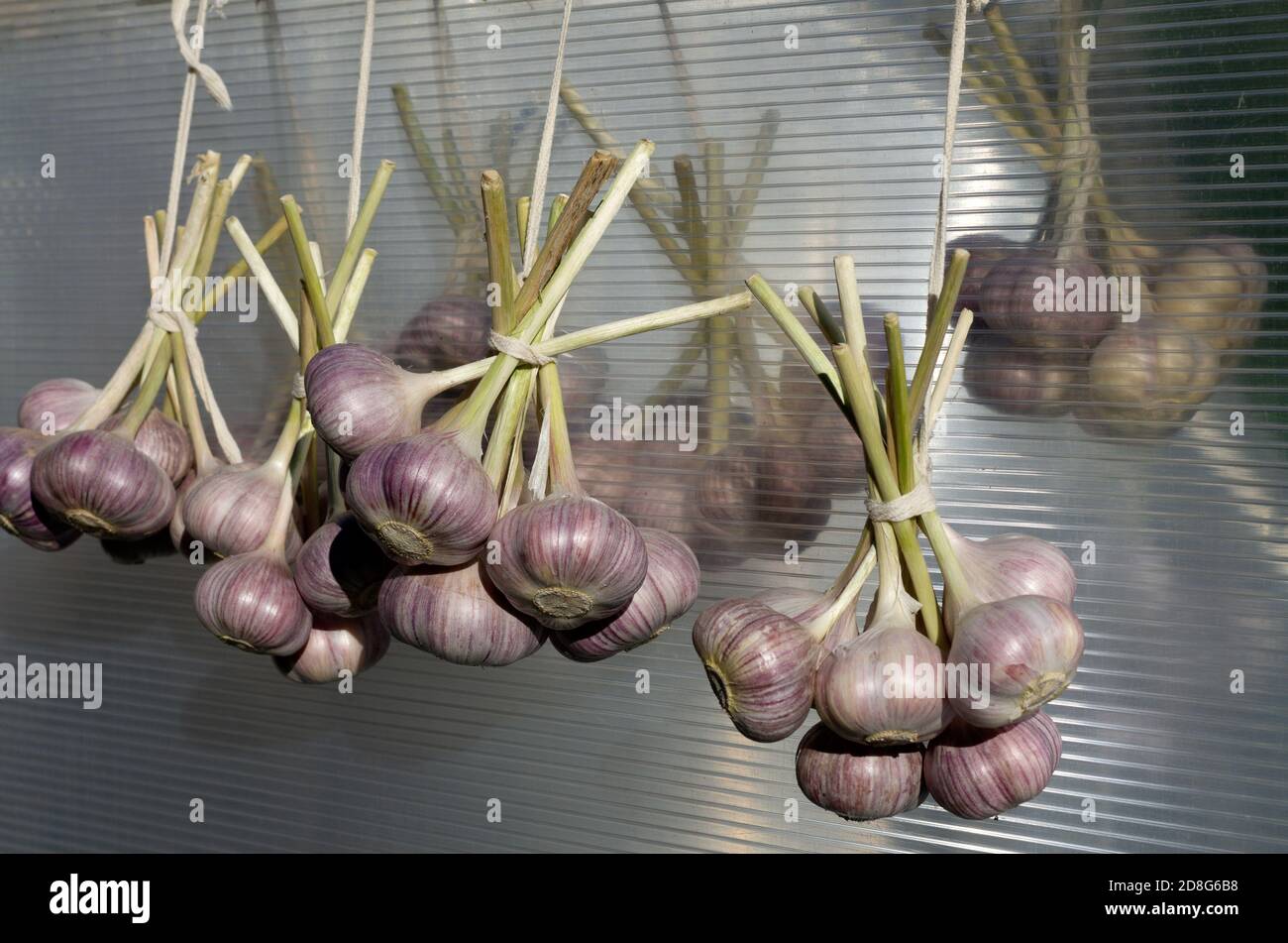 In the greenhouse hanging garlic heads in bunches illuminated by the ...