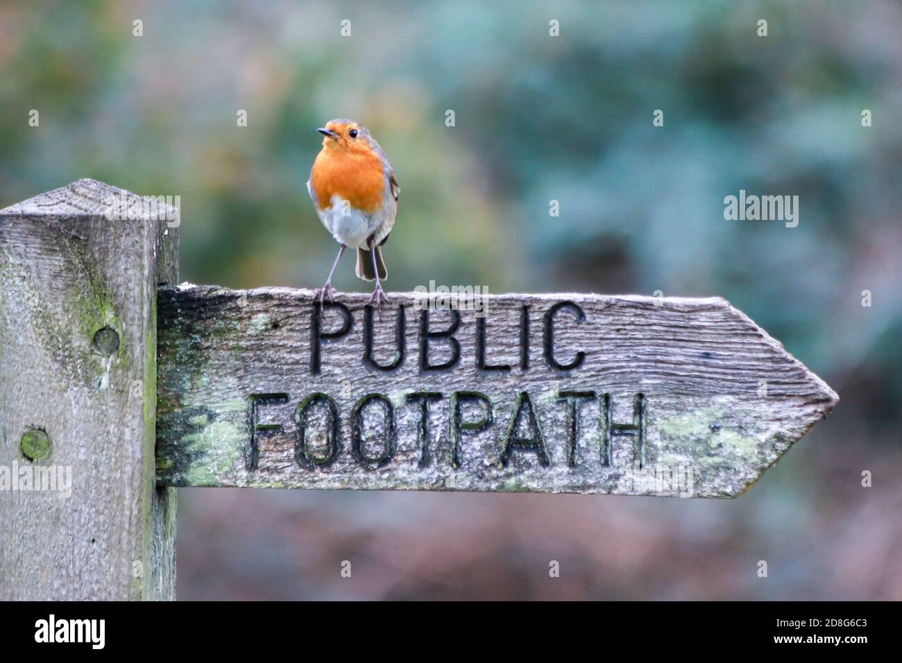Wooden sign with the words "Public Footpath" with a colorful bird ...