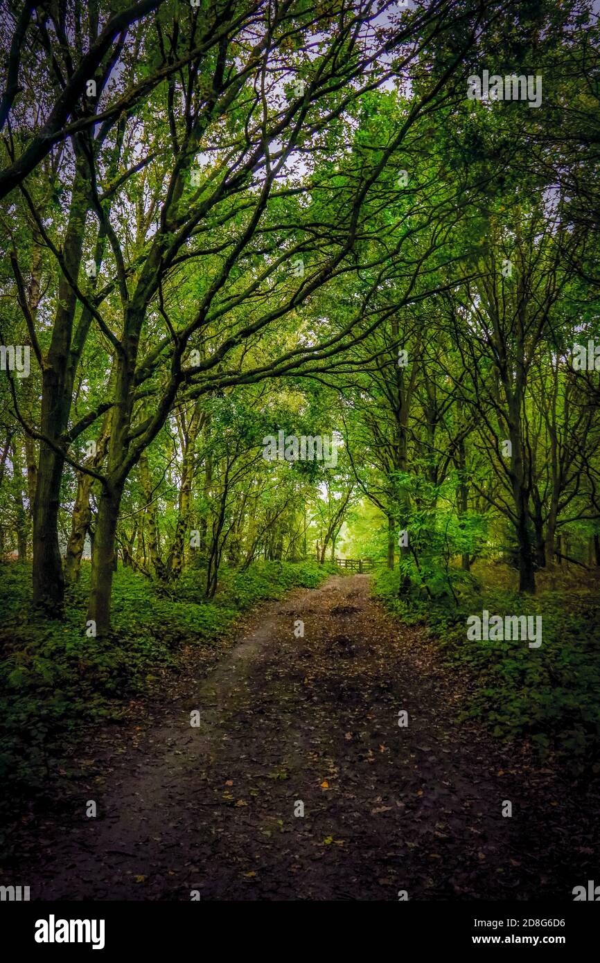 Vertical shot of a thick forest and a narrow footpath in the middle ...