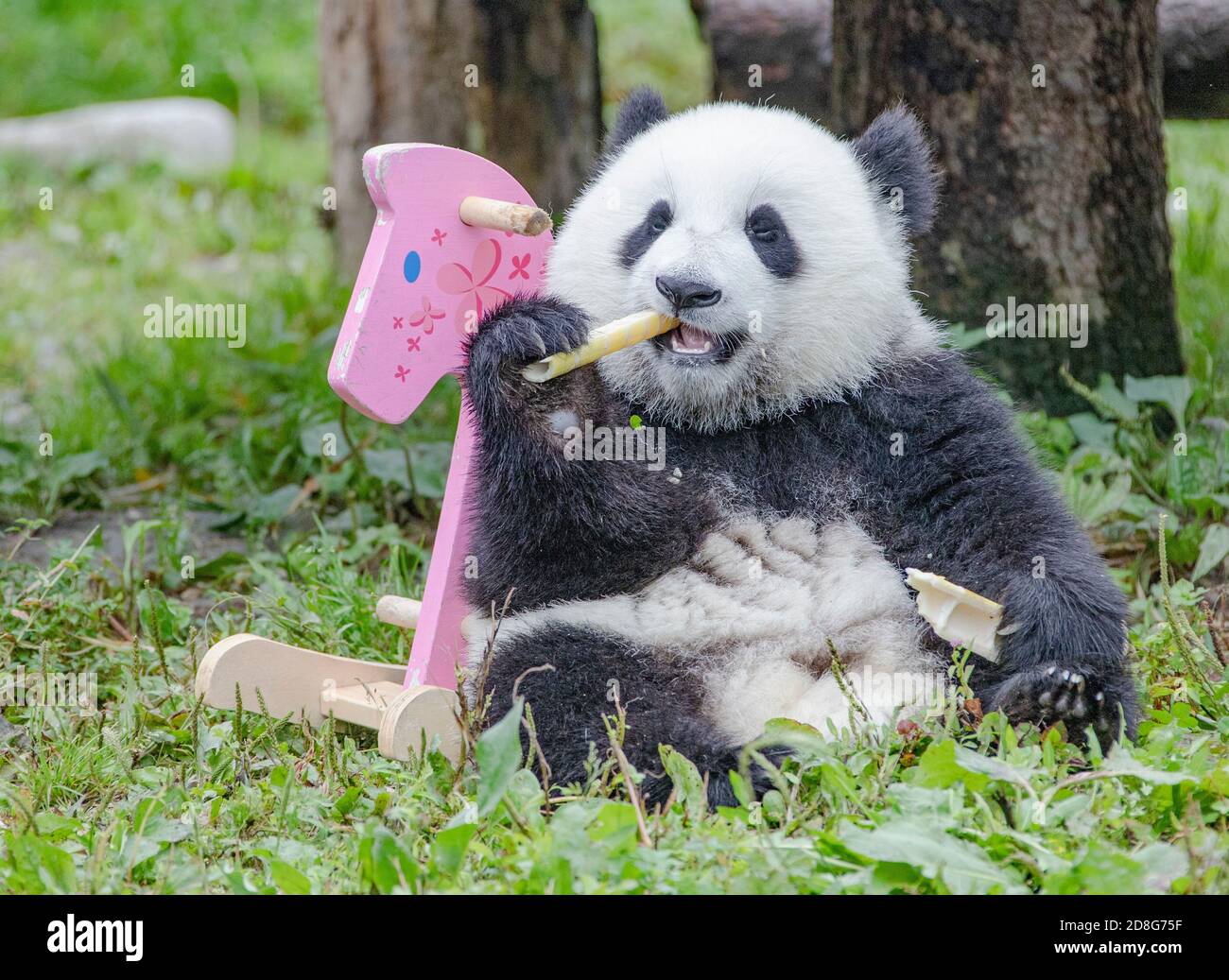 14 baby pandas born in 2019 celebrated their birthday together at the ...