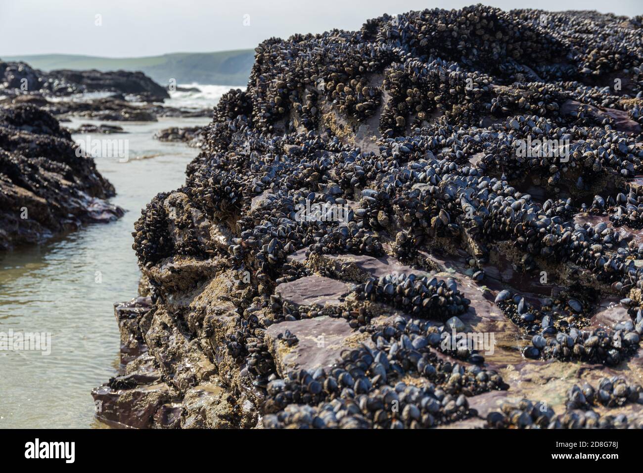 Wild blue mussels, Mytilus edulis, growing on the rocks in the ...