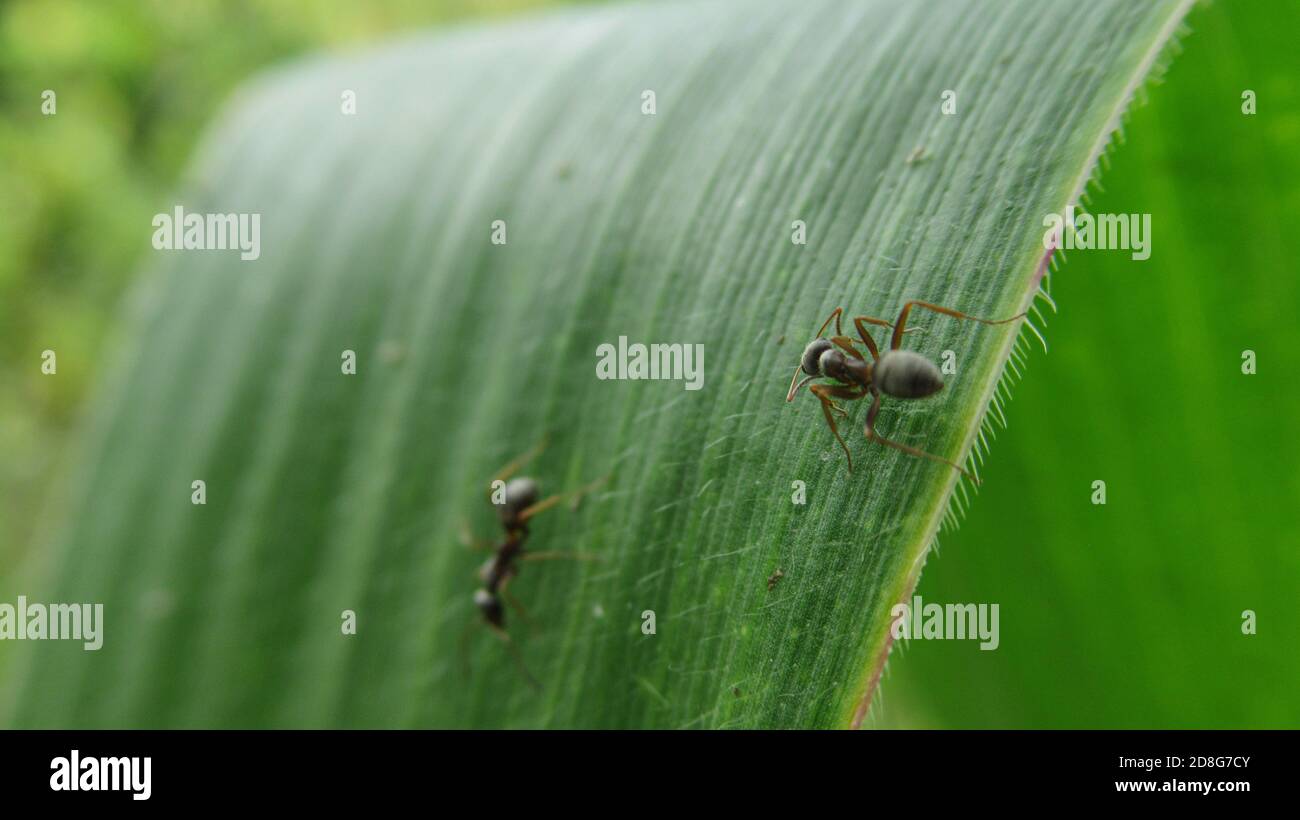 A close up insect ants moving around on the green leaf Stock Photo - Alamy