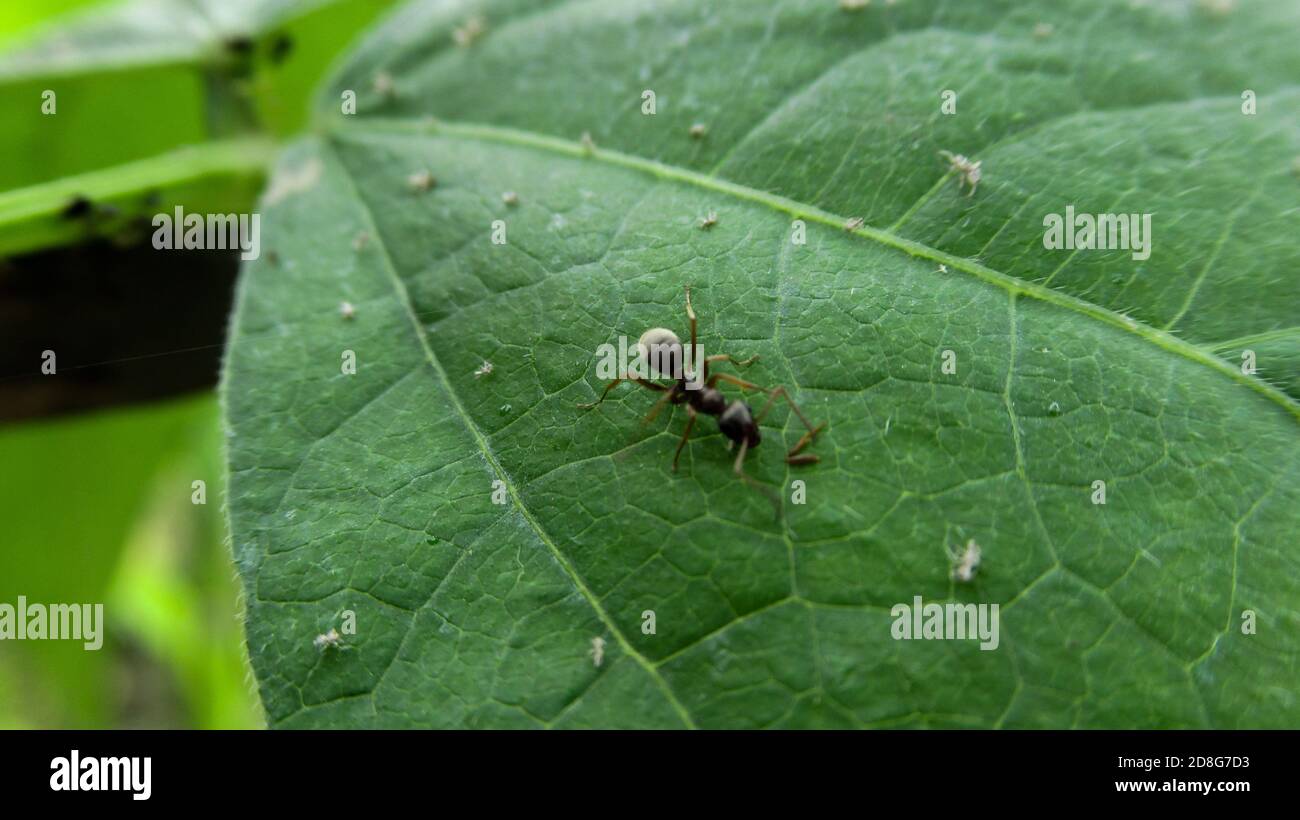 A close up insect ants moving around on the green leaf Stock Photo - Alamy