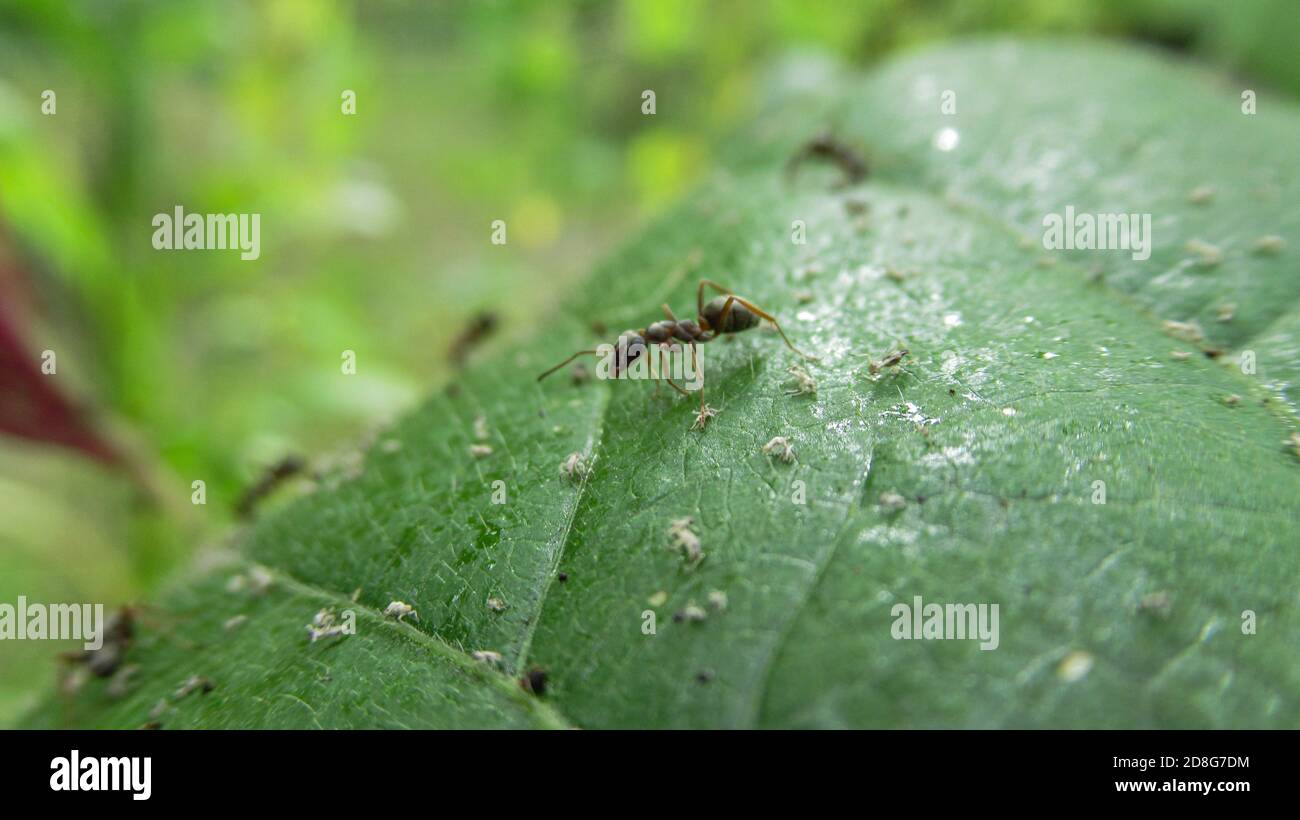 A close up insect ants moving around on the green leaf Stock Photo - Alamy