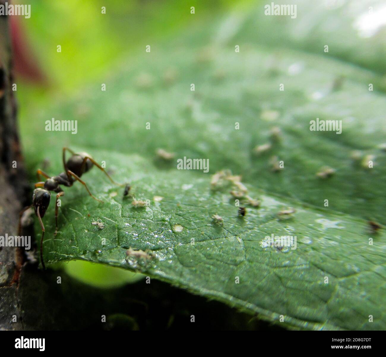 A close up insect ants moving around on the green leaf Stock Photo - Alamy