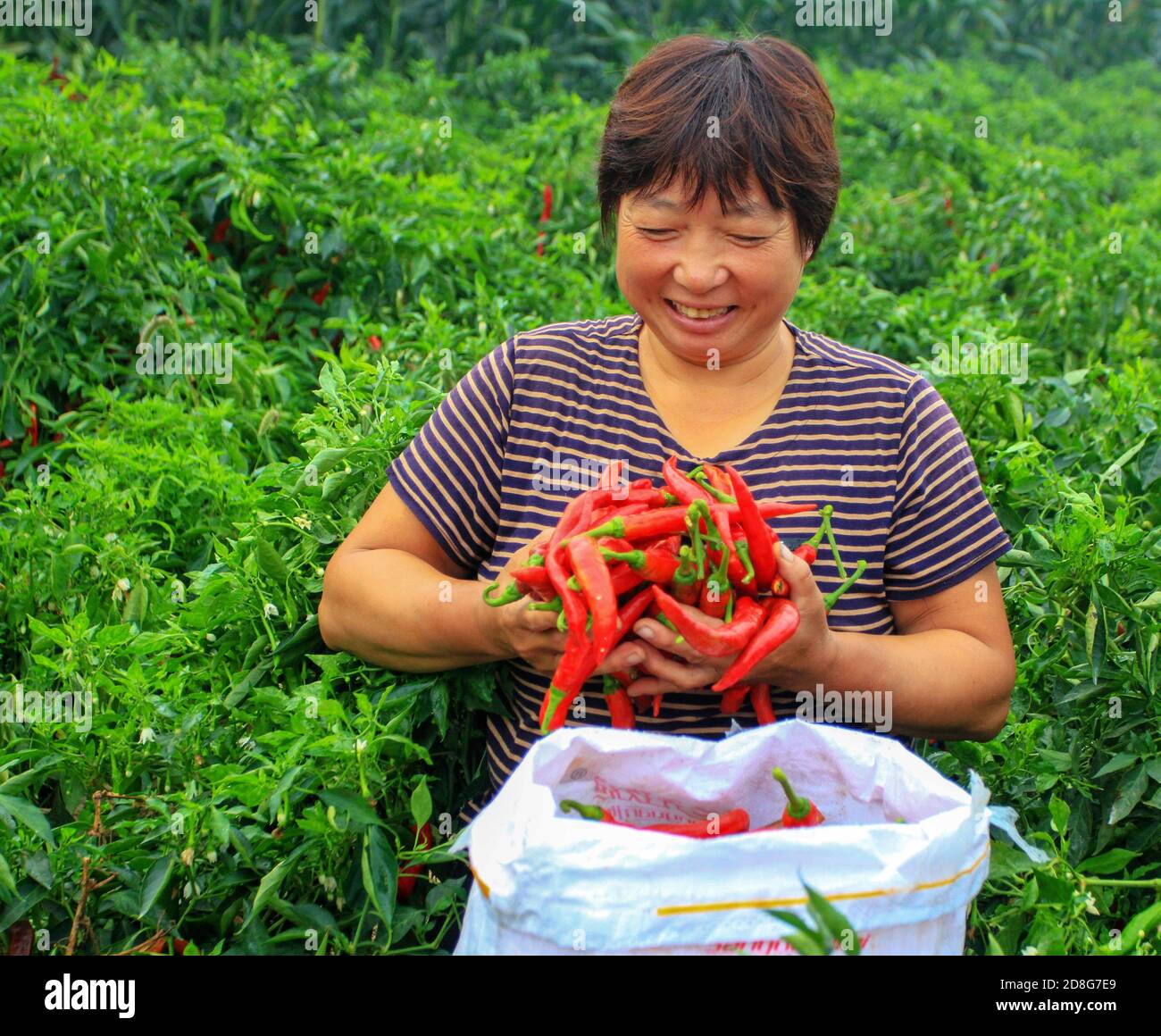 Pepper field hi-res stock photography and images - Alamy