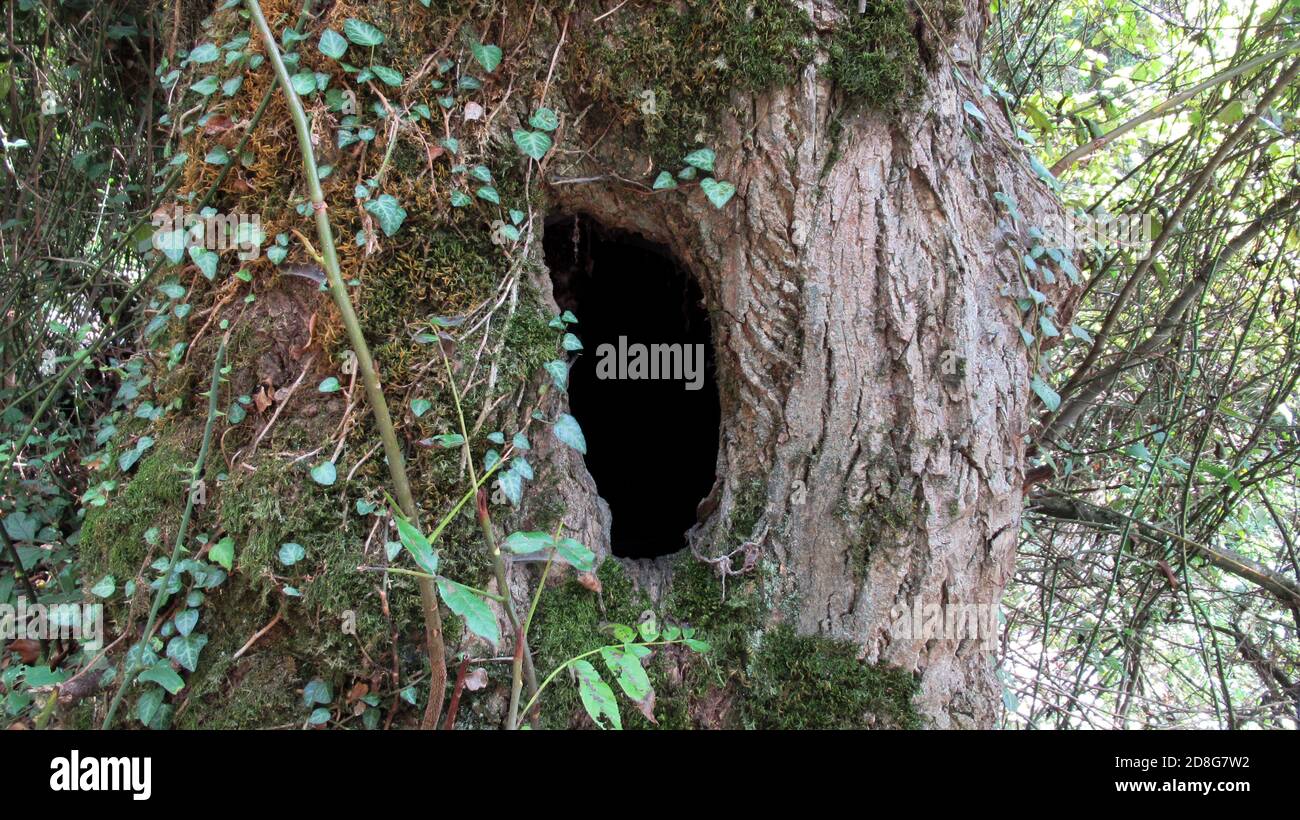 Hollow covered with ivy plant on big tree in a forest. Big black hole ...