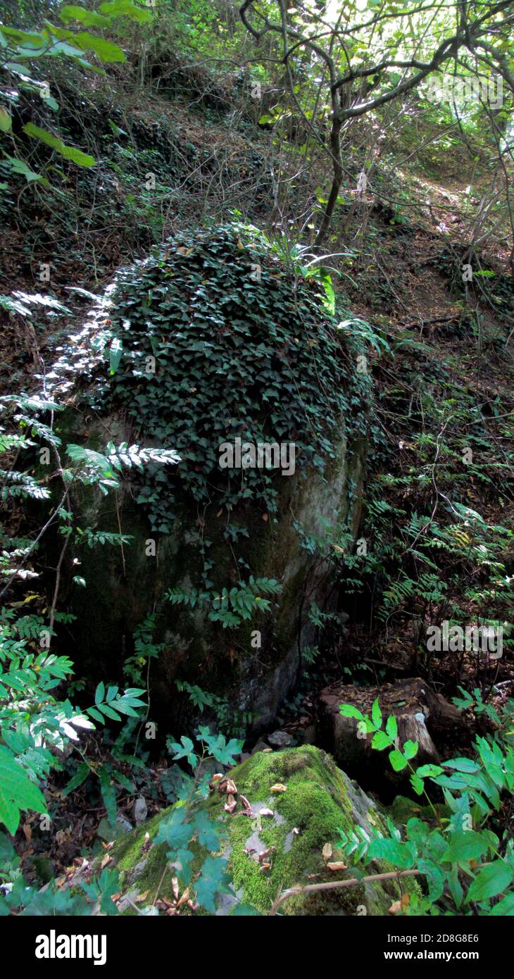 Big natural forest rock stone covered with plant ivy Stock Photo - Alamy