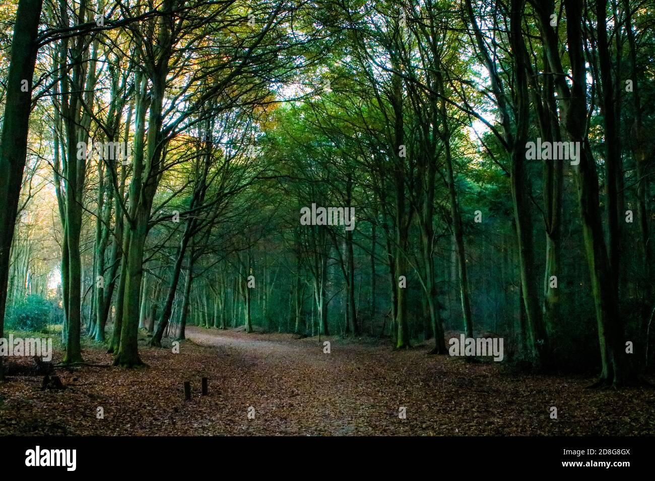 Narrow thick leaves hi-res stock photography and images - Alamy