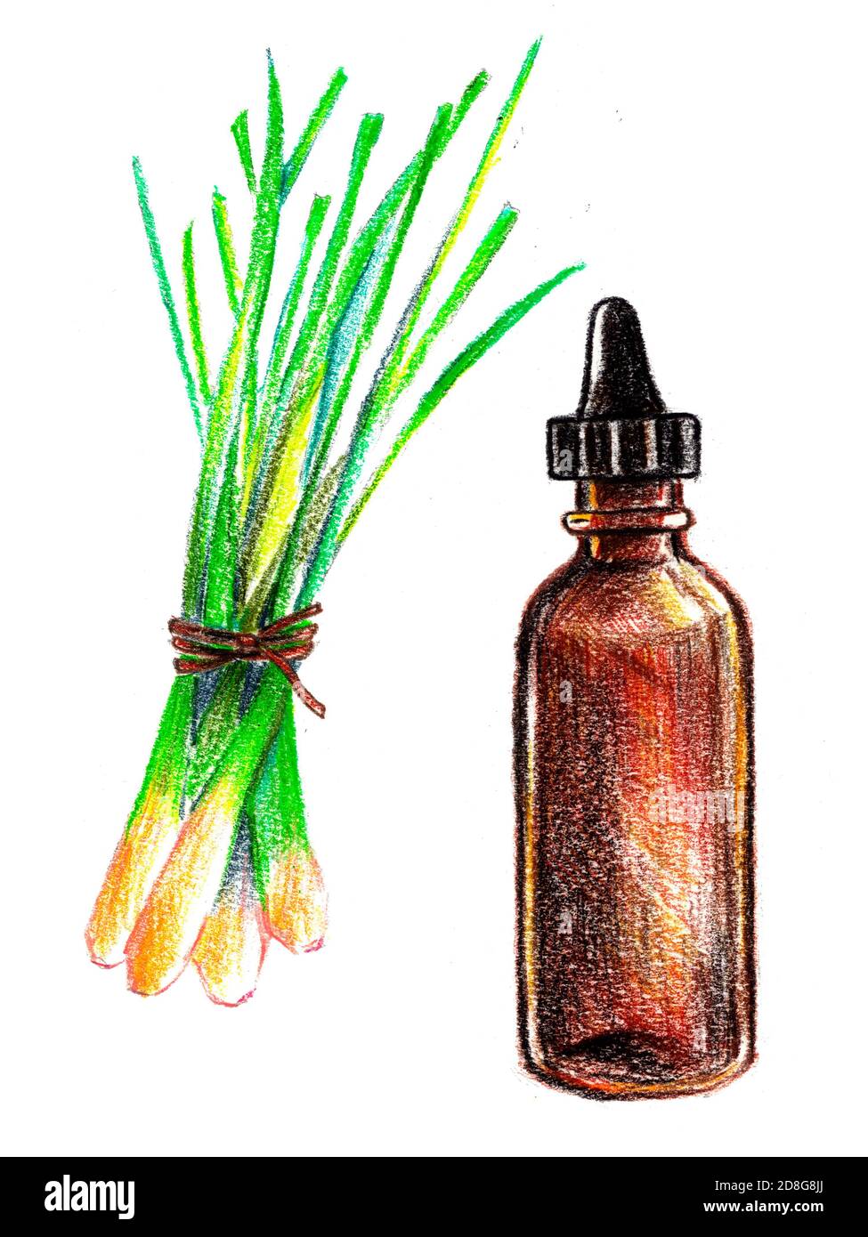 lemongrass herbal illustration. Hand drawn botanical sketch style ...