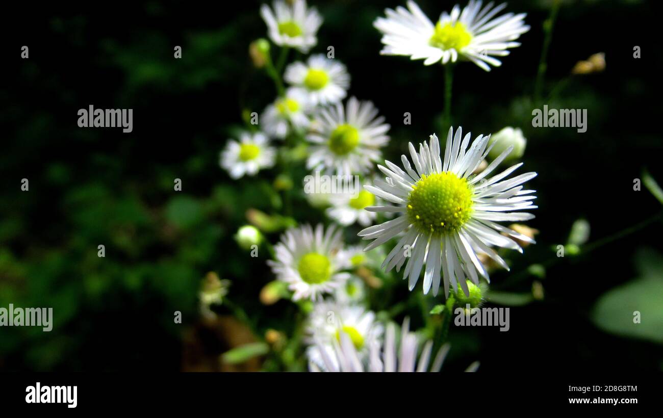 A close up of a chamomile flowers in the forest Stock Photo - Alamy