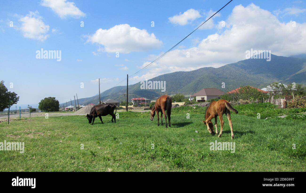 One mother horse with his foal and one calf on the green grass in a ...