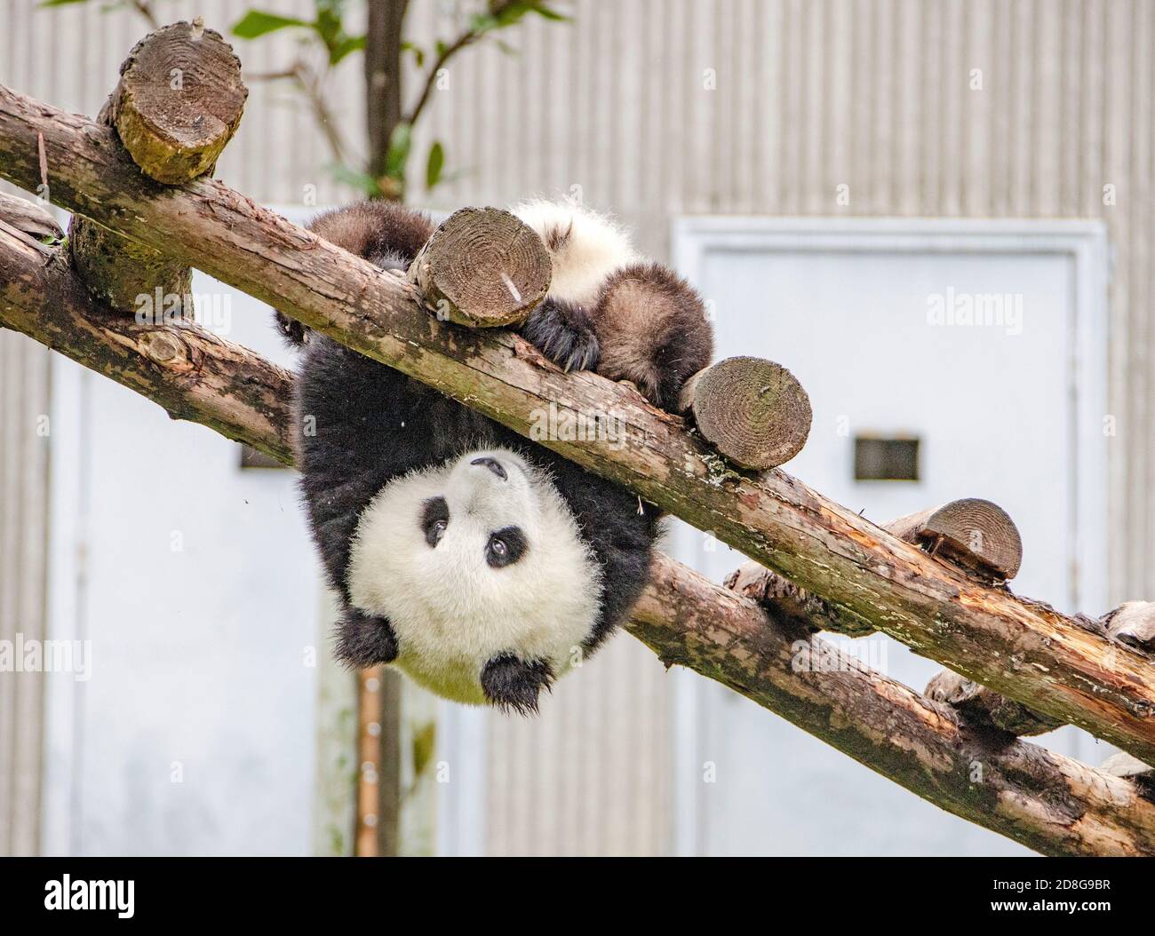 14 baby pandas born in 2019 celebrated their birthday together at the ...