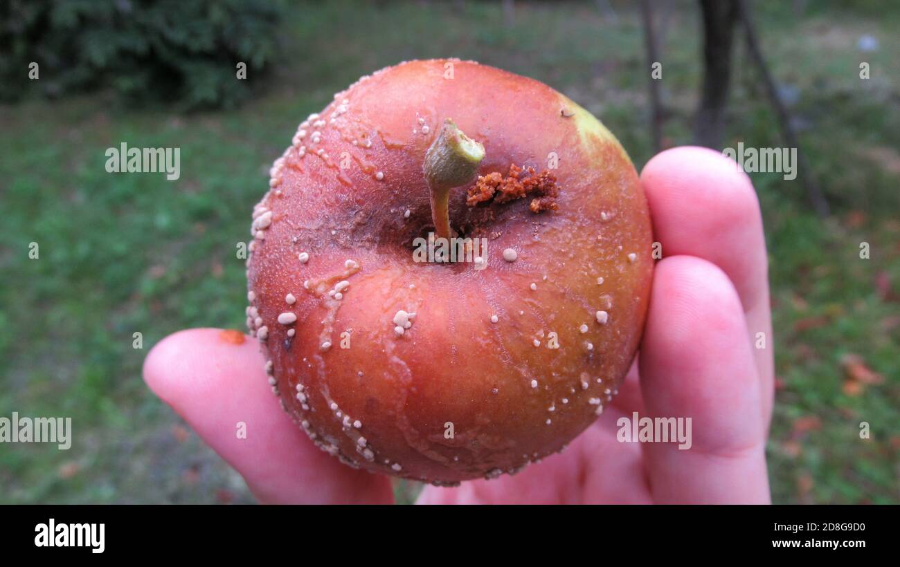 Young male hand holding overriped apple fruit Stock Photo - Alamy