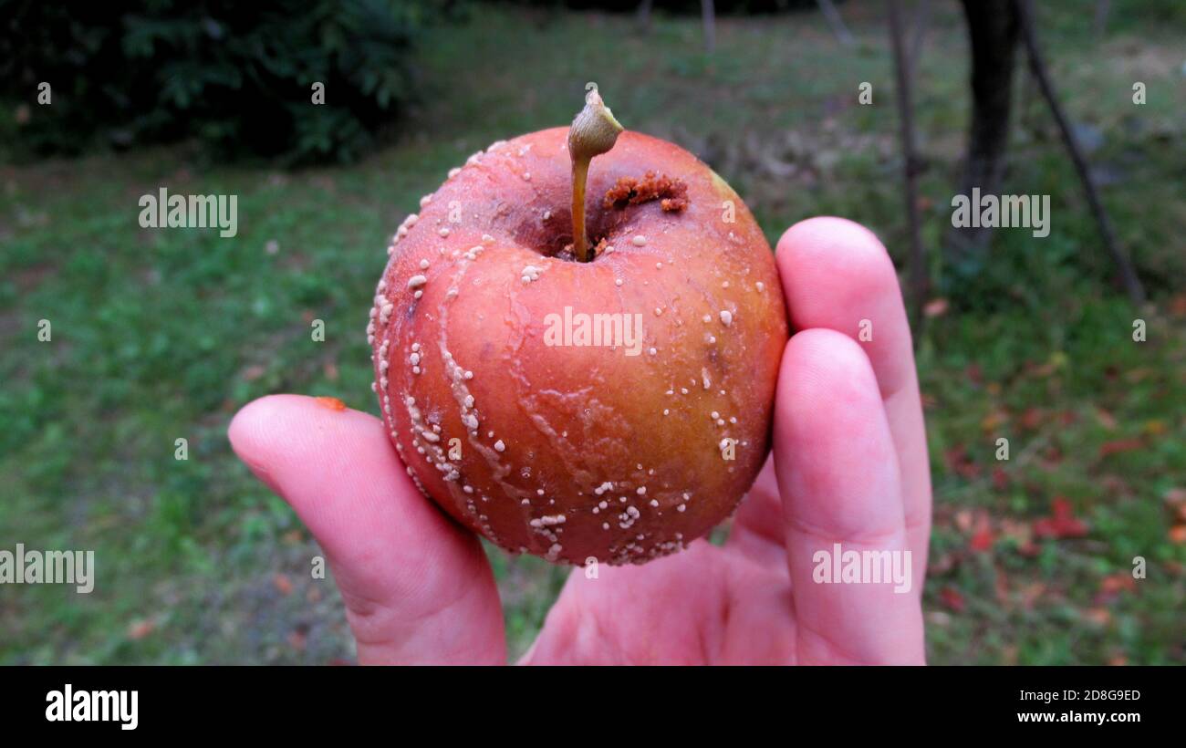 Overriped hi-res stock photography and images - Alamy