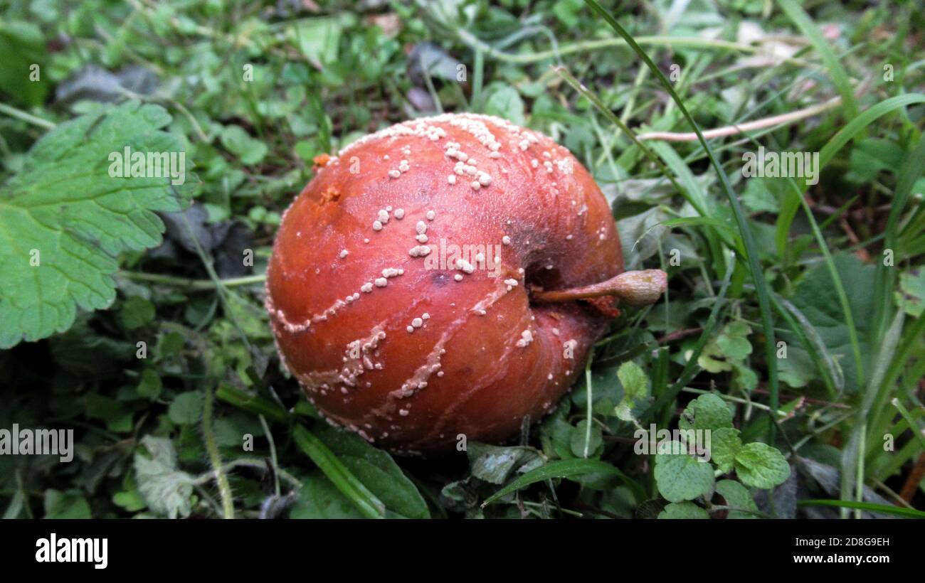 Overriped apple fruit laying on the green soil ground Stock Photo - Alamy