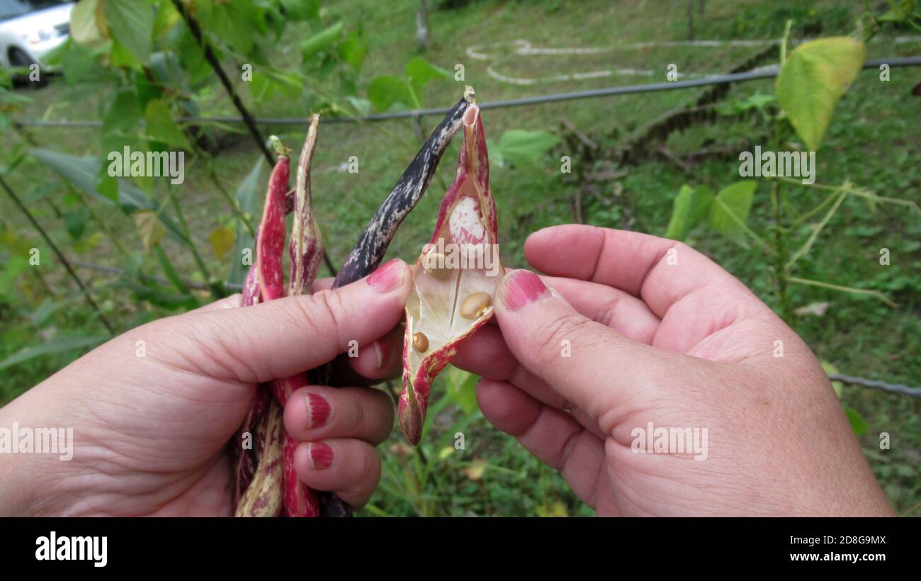 Female hands opening inside of a red bean with close up shoot Stock ...