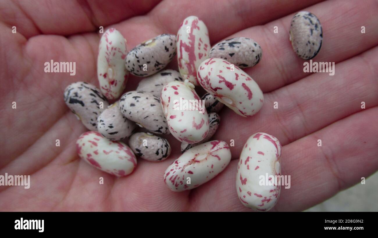 Beautiful beans hi-res stock photography and images - Alamy