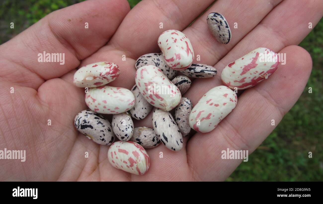 Beautiful beans hi-res stock photography and images - Alamy