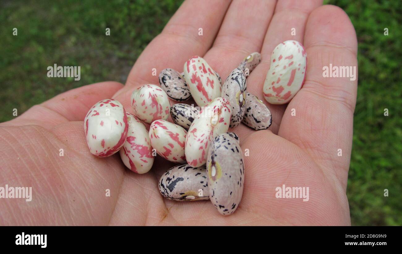 Beautiful beans hi-res stock photography and images - Alamy