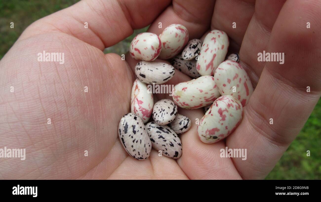 Beautiful beans hi-res stock photography and images - Alamy