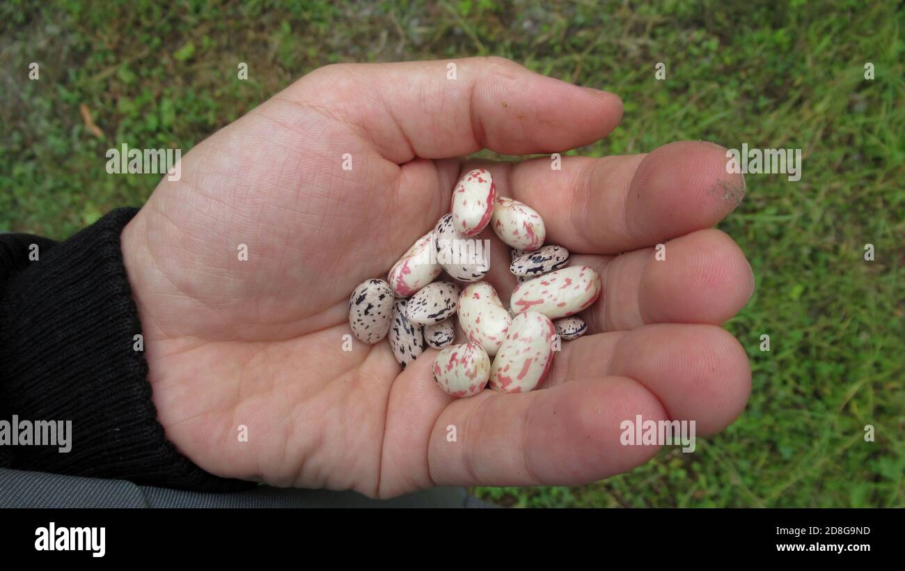 Beautiful beans hi-res stock photography and images - Alamy