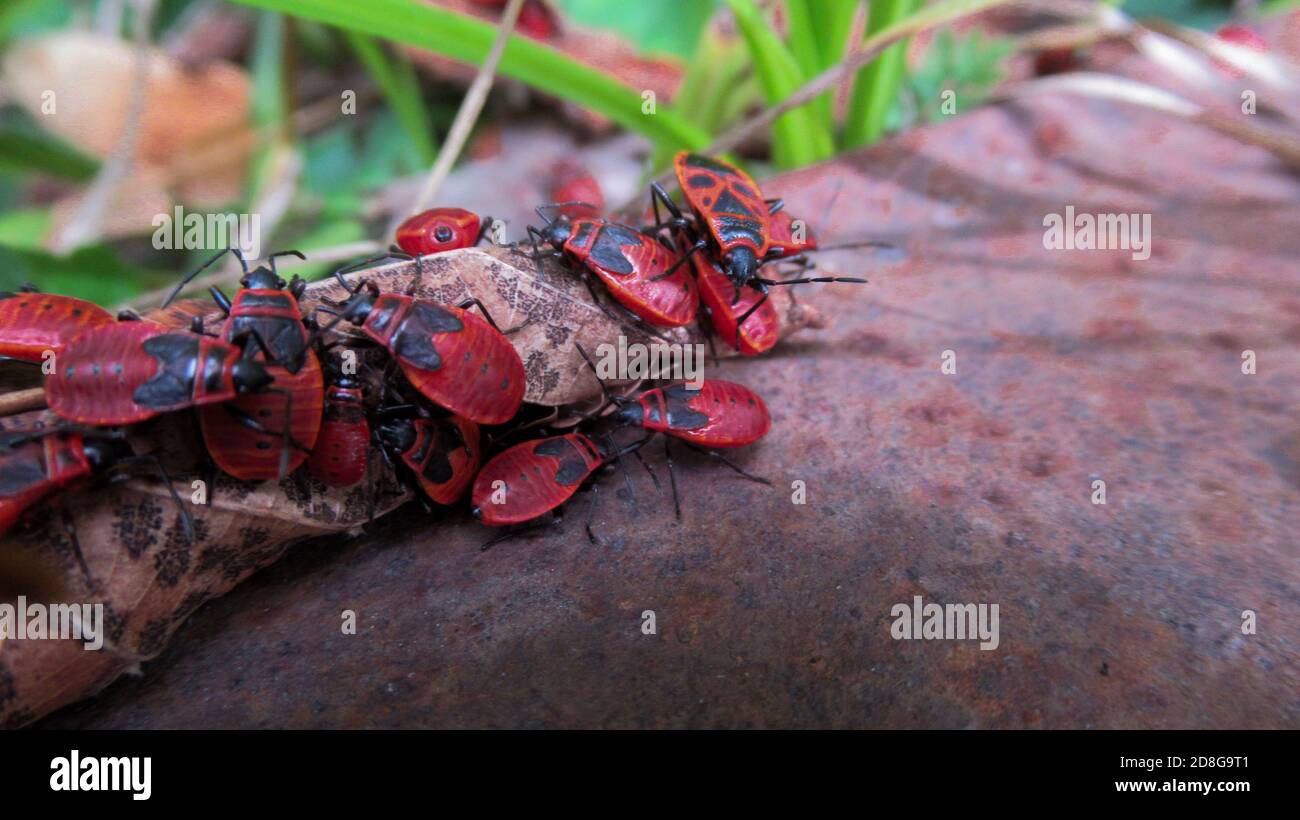 Red and black insects hi-res stock photography and images - Alamy