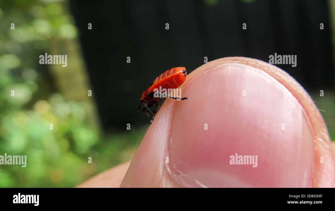 A close up of a single red-black insect moving on man's hand Stock ...