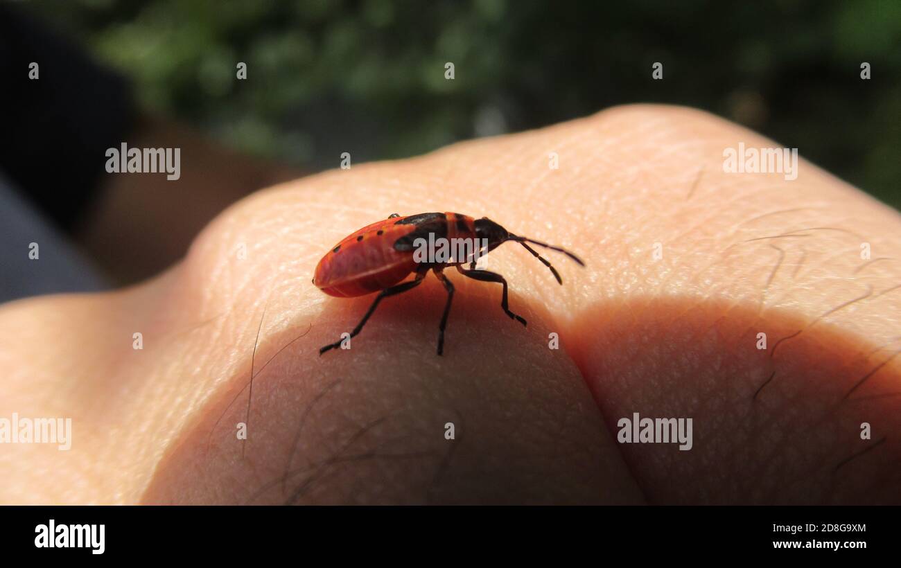 A close up of a single red-black insect moving on man's hand Stock ...