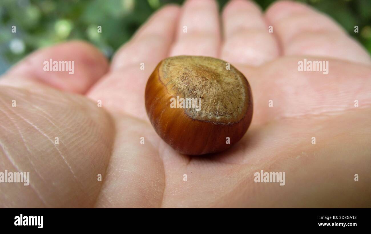 Close up of a hand holding hazelnuts. Organic, natural, fresh hazelnuts ...