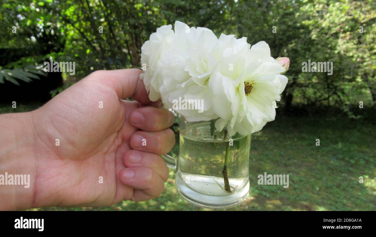 close up of a male hand holding beautiful white rose Stock Photo - Alamy