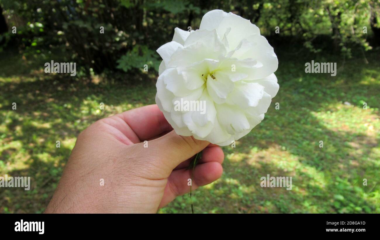 close up of a male hand holding beautiful white rose Stock Photo - Alamy