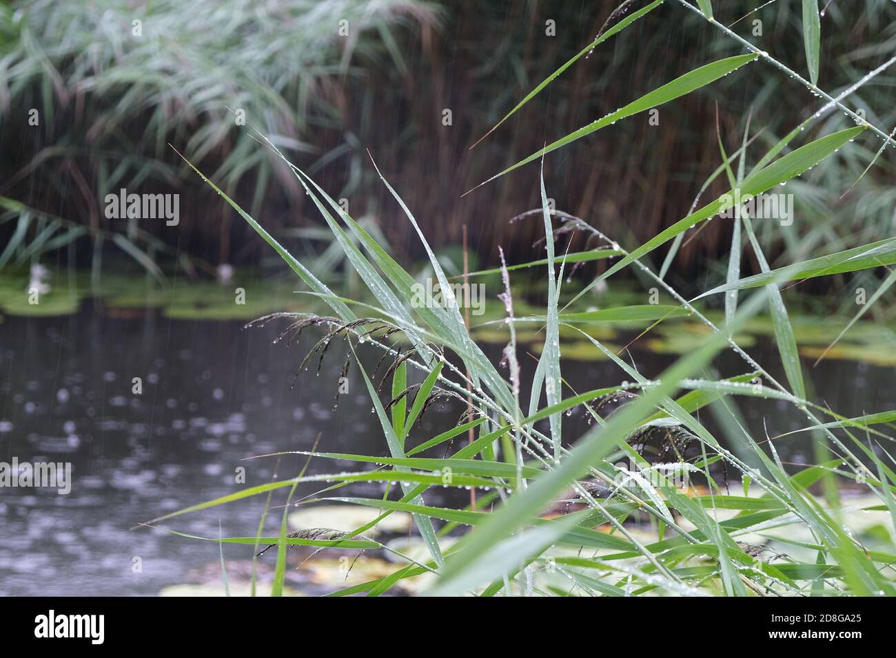 Selective focus shot of overgrown grass near forest pond with droplets ...