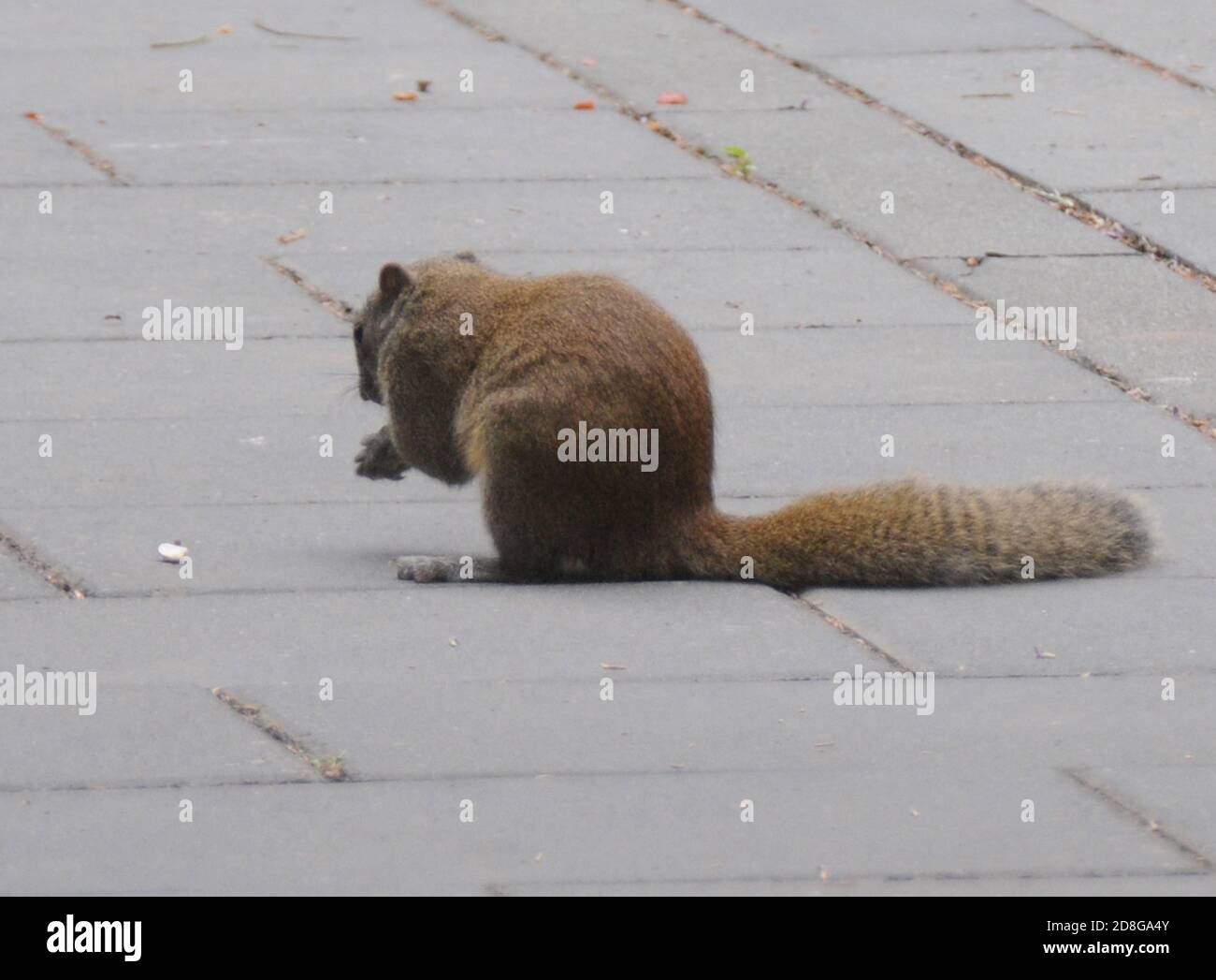 A cute squirrel shuttles through the forest for food in the Temple of ...