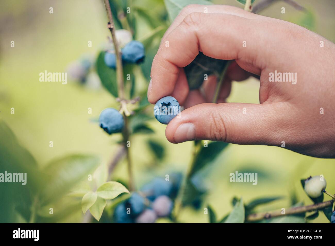Young woman hands harvesting a fresh blueberries, fruit concept Stock ...