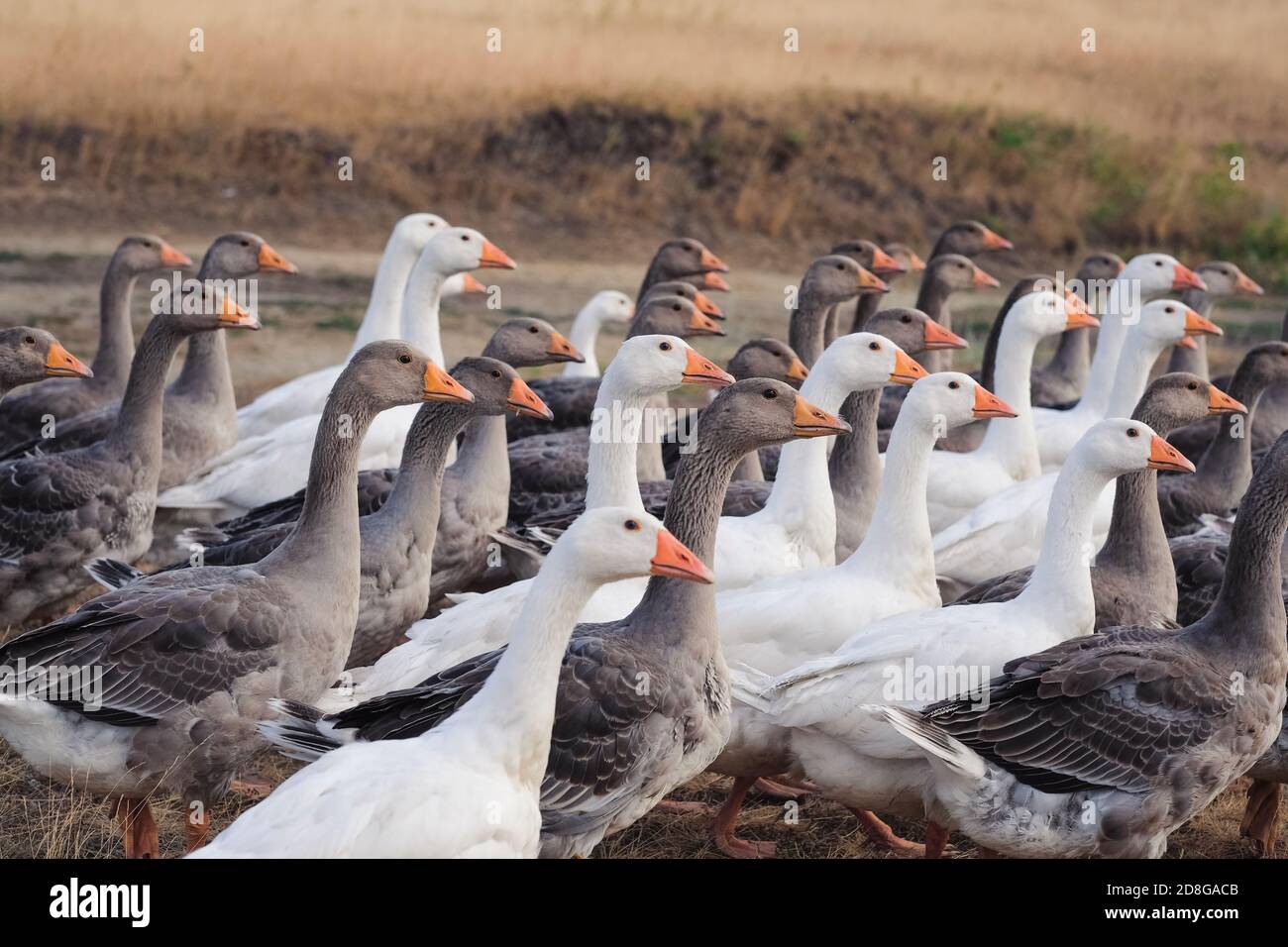 Domestication animal hi-res stock photography and images - Alamy