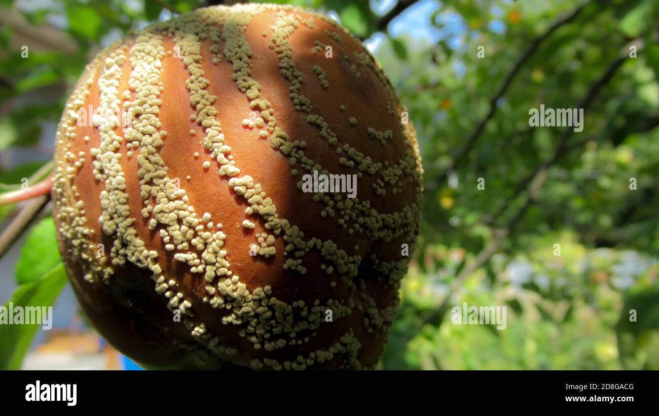 Overriped apple fruit laying on the green soil ground Stock Photo - Alamy
