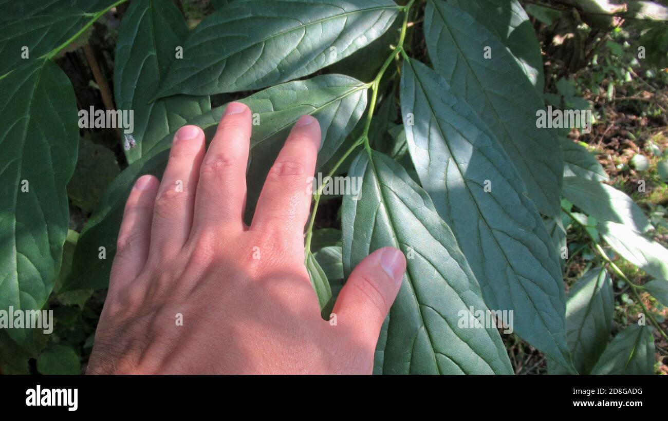 Hand man touches green leaves hi-res stock photography and images - Alamy