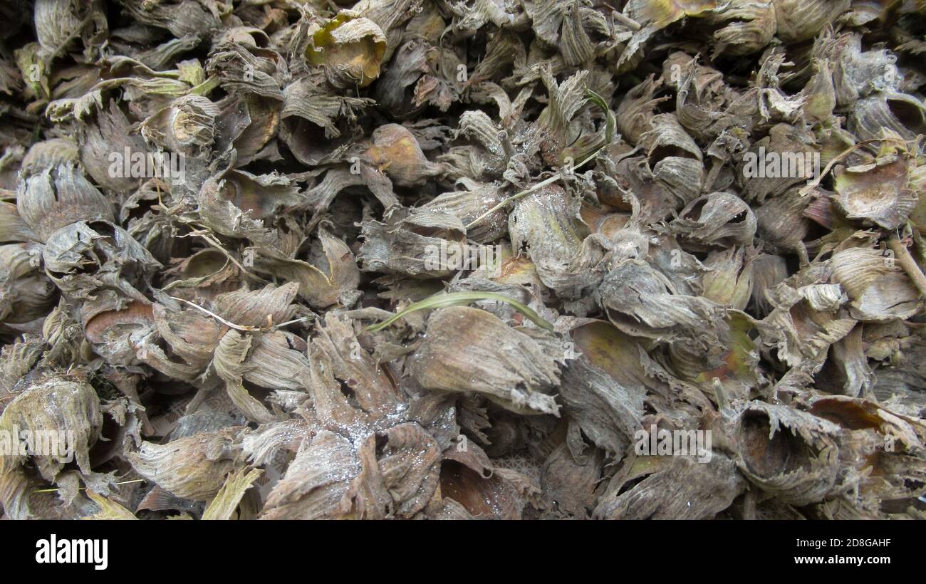 Hundreds of hazelnut covers, skin leaves collected Stock Photo - Alamy